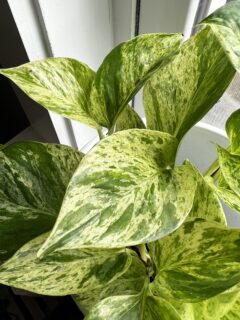 8 Things Everyone with a Pothos Plant Should Know - keep your plants alive