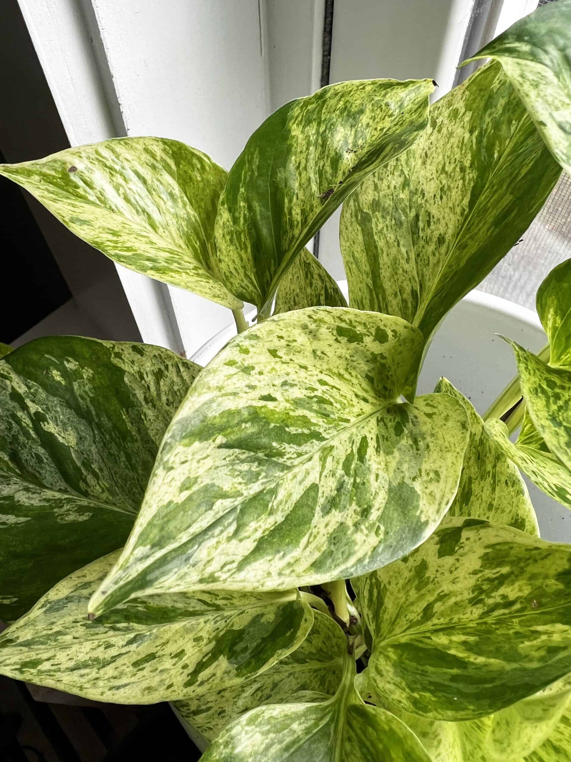 8 Things Everyone with a Pothos Plant Should Know - keep your plants alive