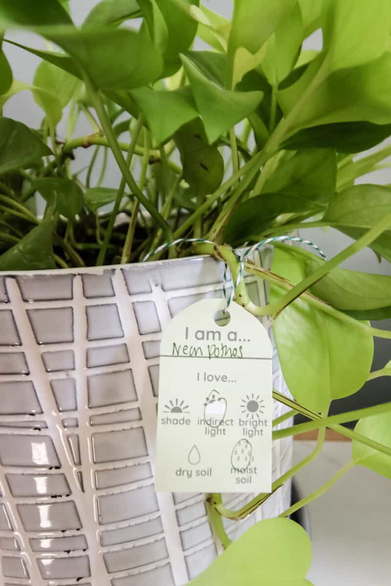 How to Keep Your Plants Thriving While You’re on Vacation - keep your ...