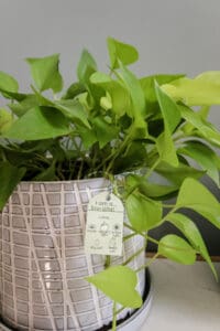 8 Things You Didn't Know About Your Pothos Plant - keep your plants alive
