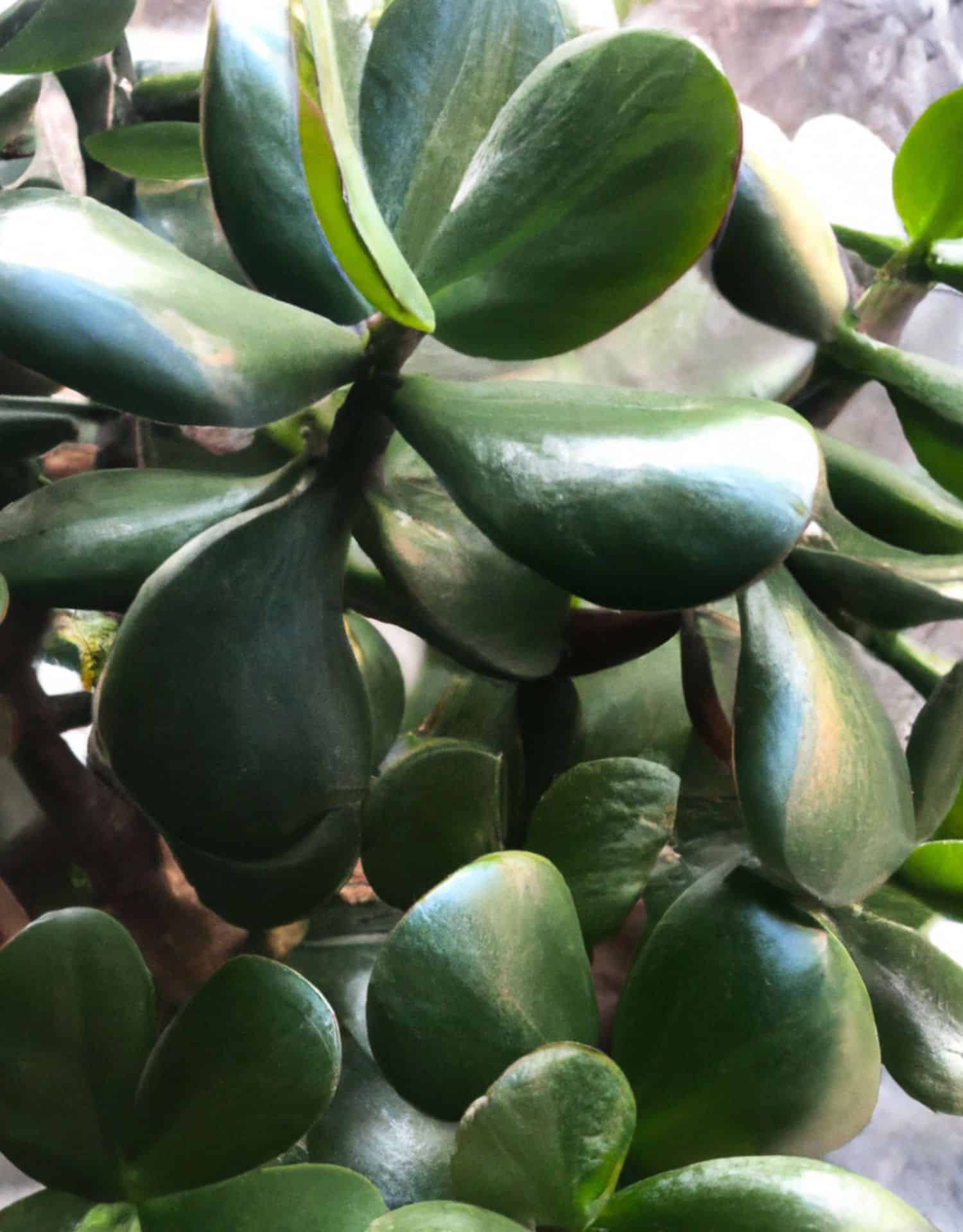 Jade Plant Wrinkled Leaves: Top 6 Causes and How to Fix Them - keep ...