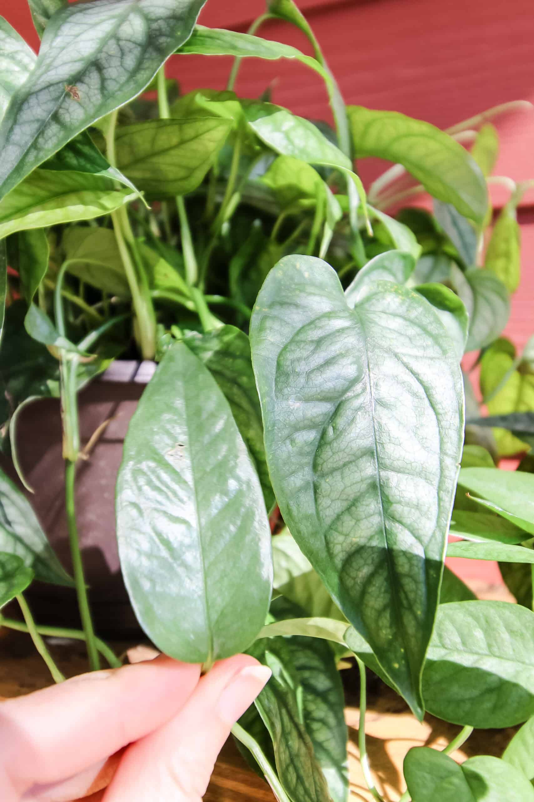 Monstera Siltepecana vs Cebu Blue Pothos: which plant is right for you ...