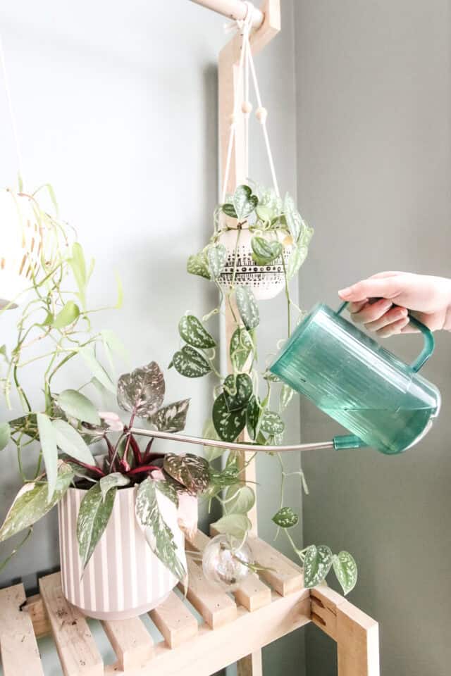 How to Keep Your Plants Thriving While You’re on Vacation - keep your ...