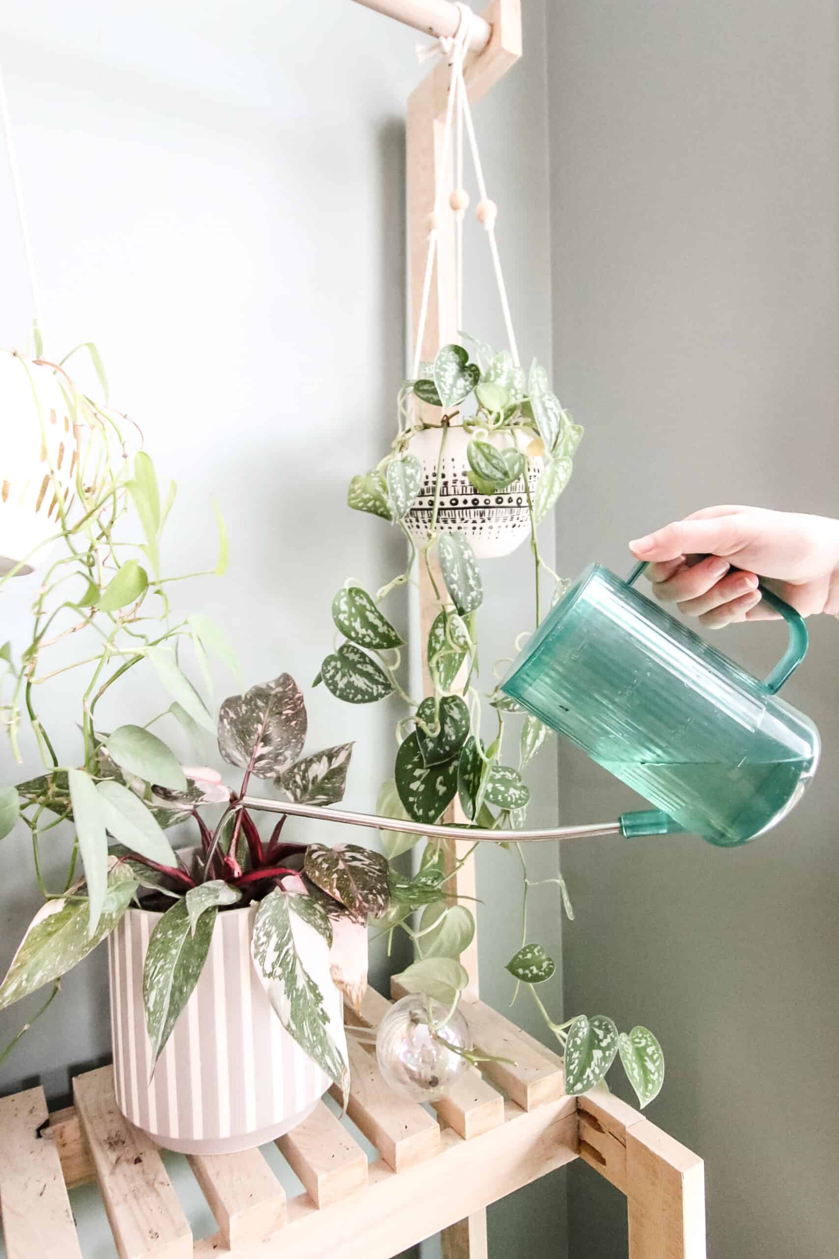 How to Keep Your Plants Thriving While You’re on Vacation - keep your plants alive