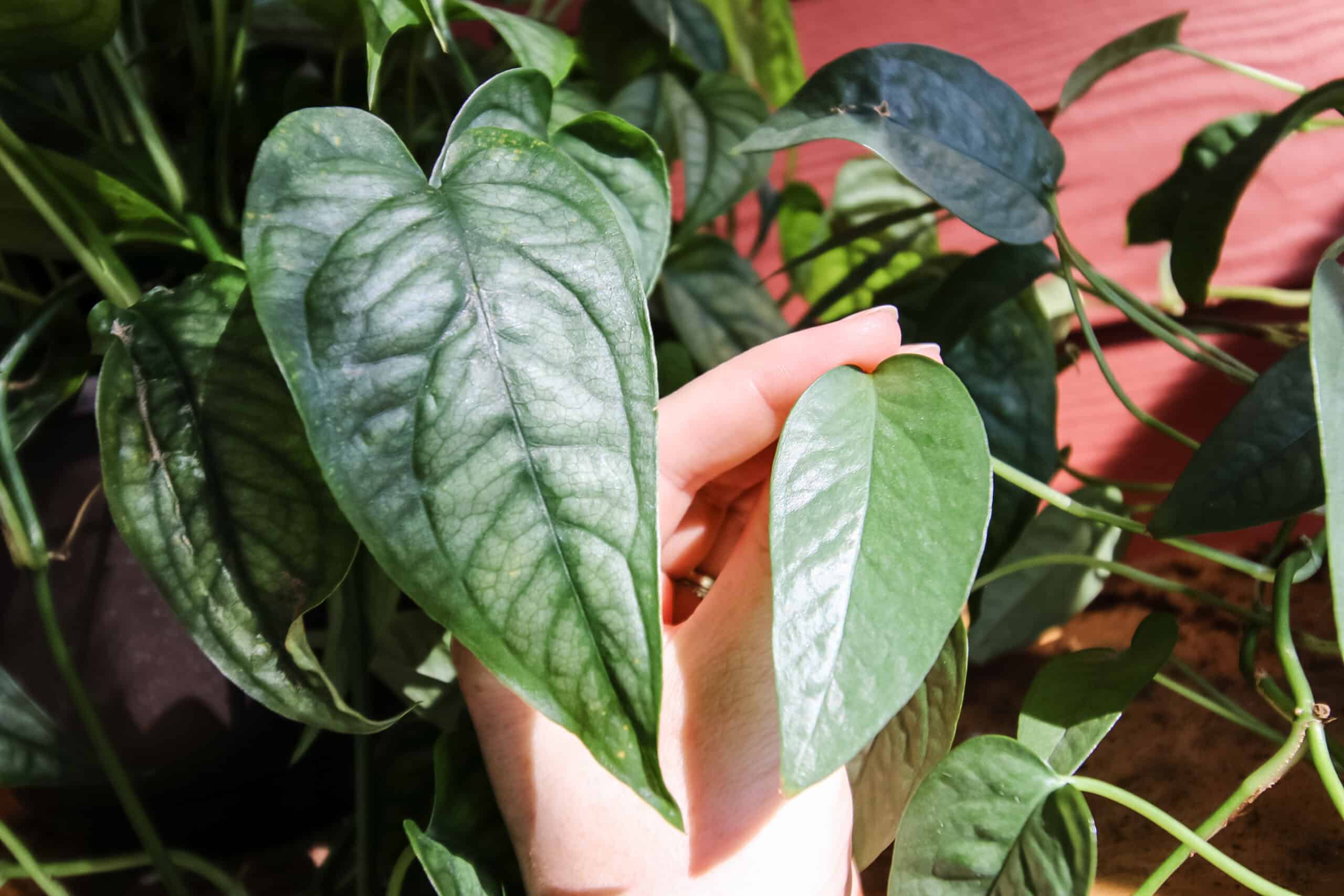 Monstera Siltepecana vs Cebu Blue Pothos: which plant is right for you ...