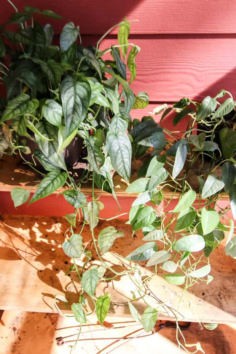 Monstera Siltepecana vs Cebu Blue Pothos: which plant is right for you ...