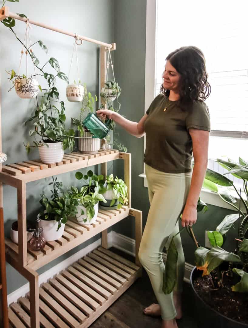 The ultimate guide to watering your houseplants - keep your plants alive
