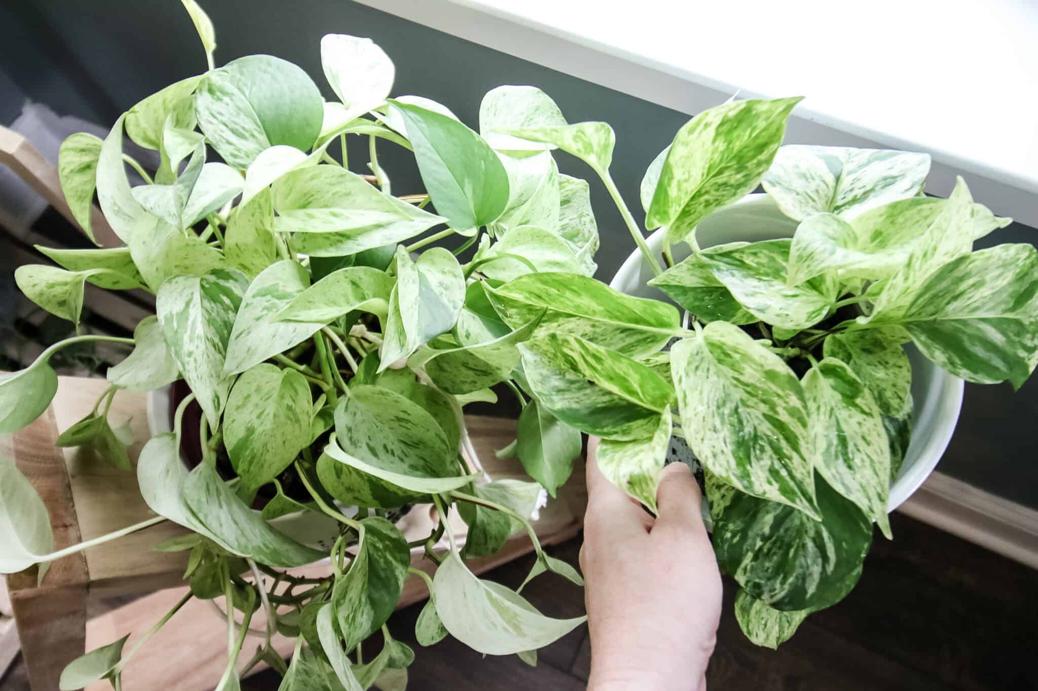 Snow Queen vs. Marble Queen Pothos: A Complete Comparison - keep your ...