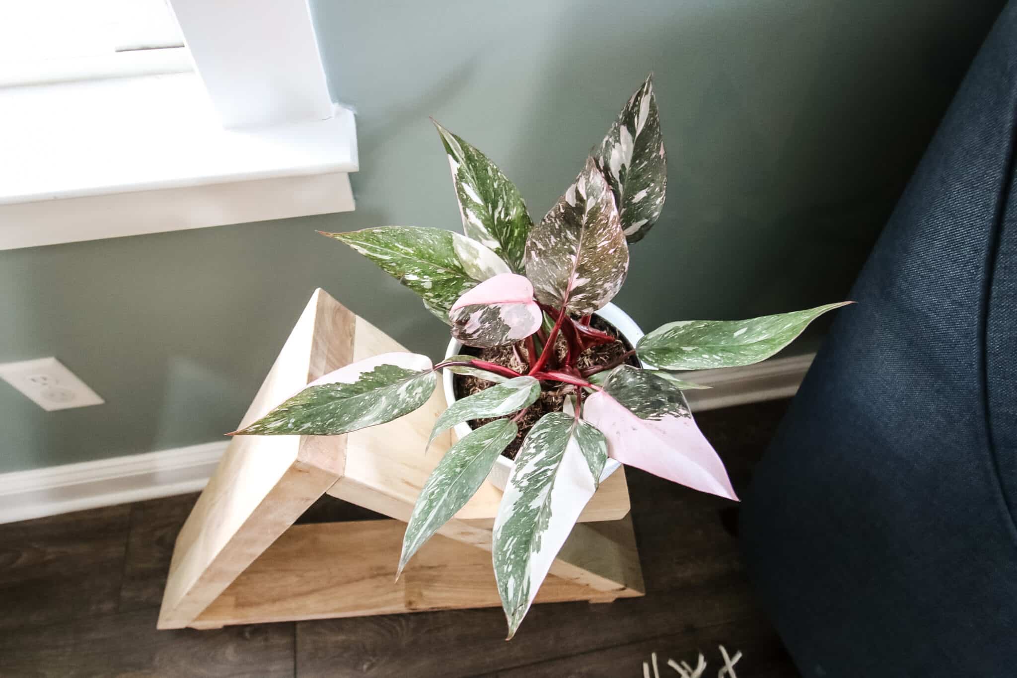 Complete Pink Princess Philodendron Care Guide - keep your plants alive