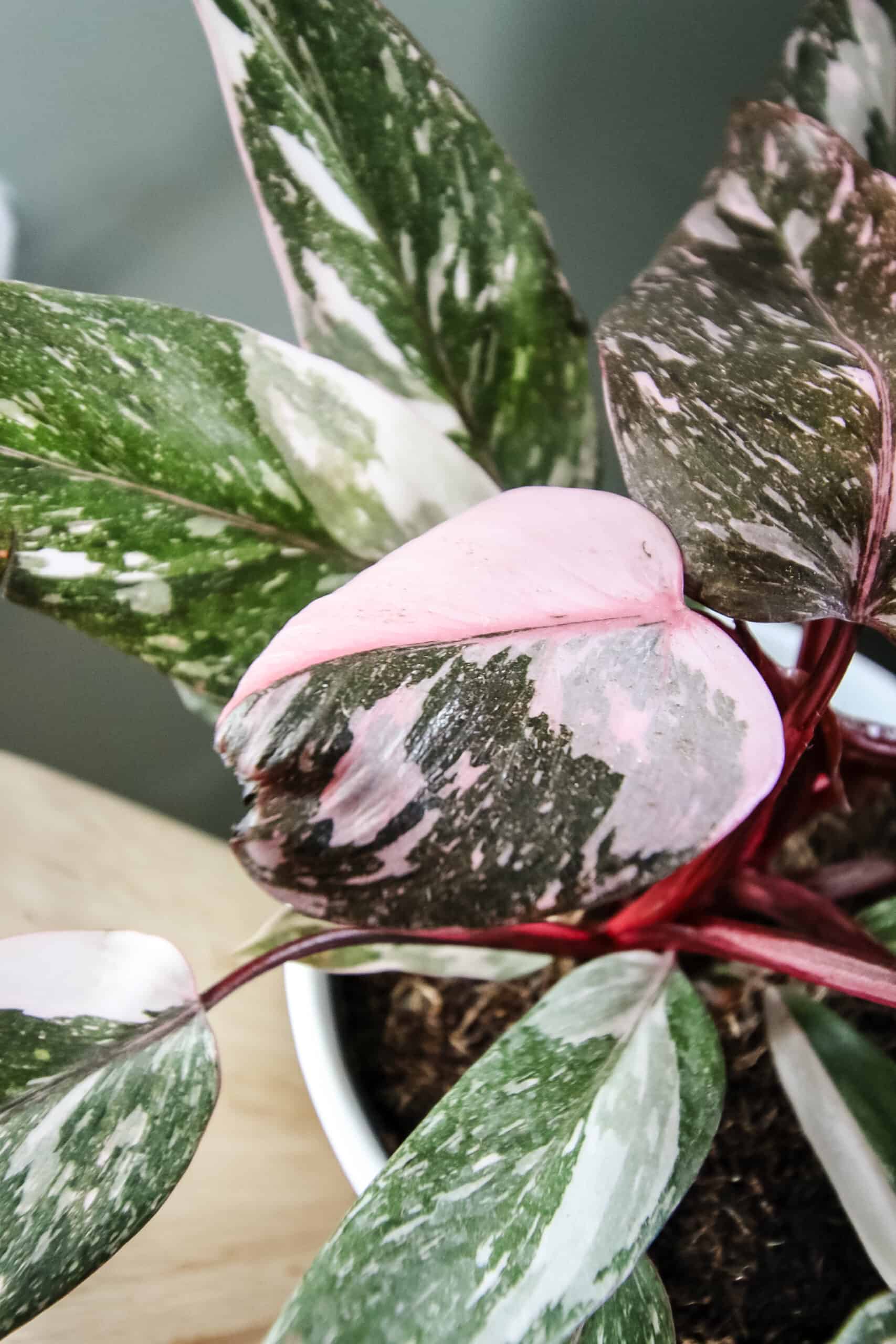 Complete Pink Princess Philodendron Care Guide - keep your plants alive