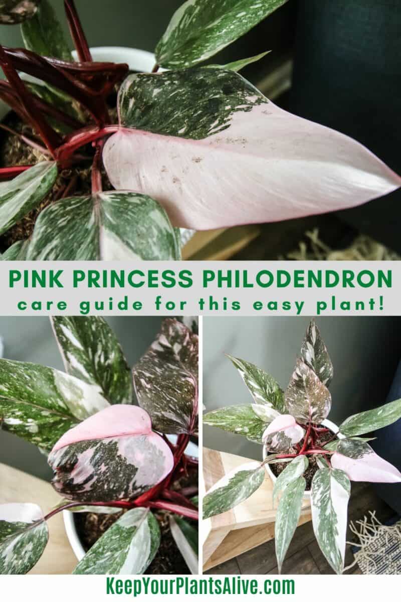 Complete Pink Princess Philodendron Care Guide - keep your plants alive