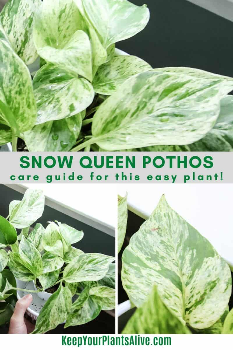 Snow Queen Pothos Care Guide - keep your plants alive