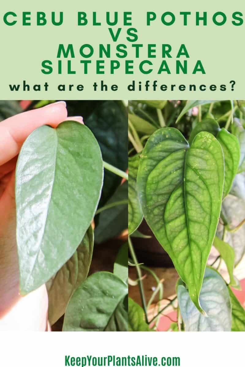 Monstera Siltepecana vs Cebu Blue Pothos: which plant is right for you ...