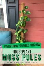 Moss poles for plants - keep your plants alive