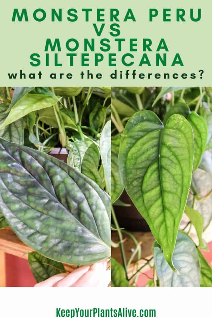 Monstera Siltepecana vs. Monstera Peru – Which One Is Right for You ...