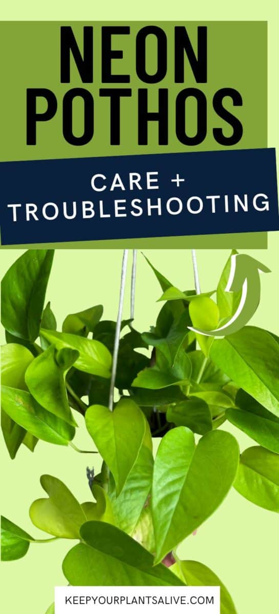 Neon Pothos Care: Everything you need to know! - keep your plants alive