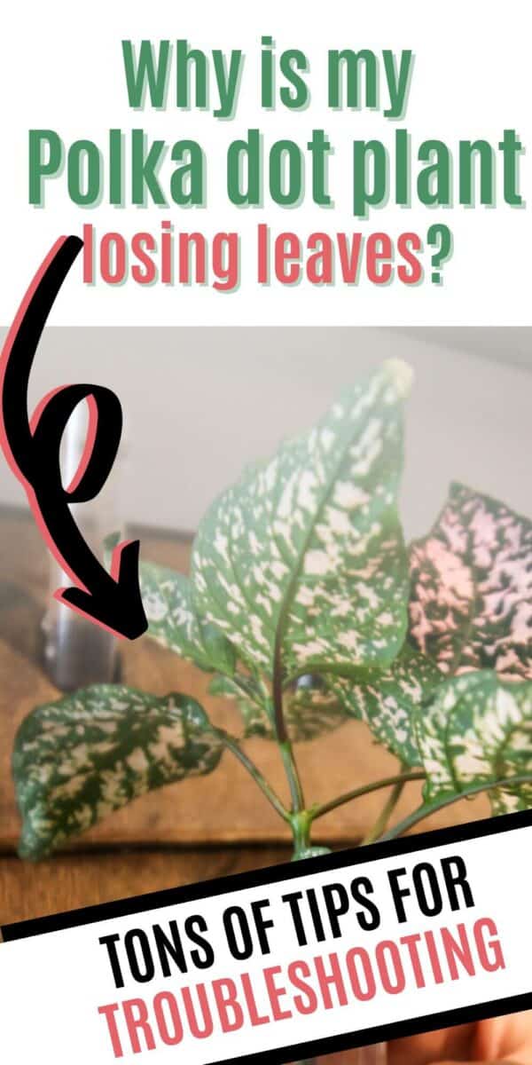 Why is my polka dot plant losing leaves - keep your plants alive