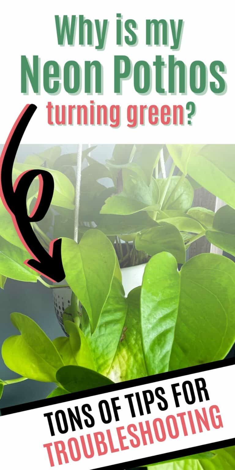 Why is my neon pothos turning green? - keep your plants alive