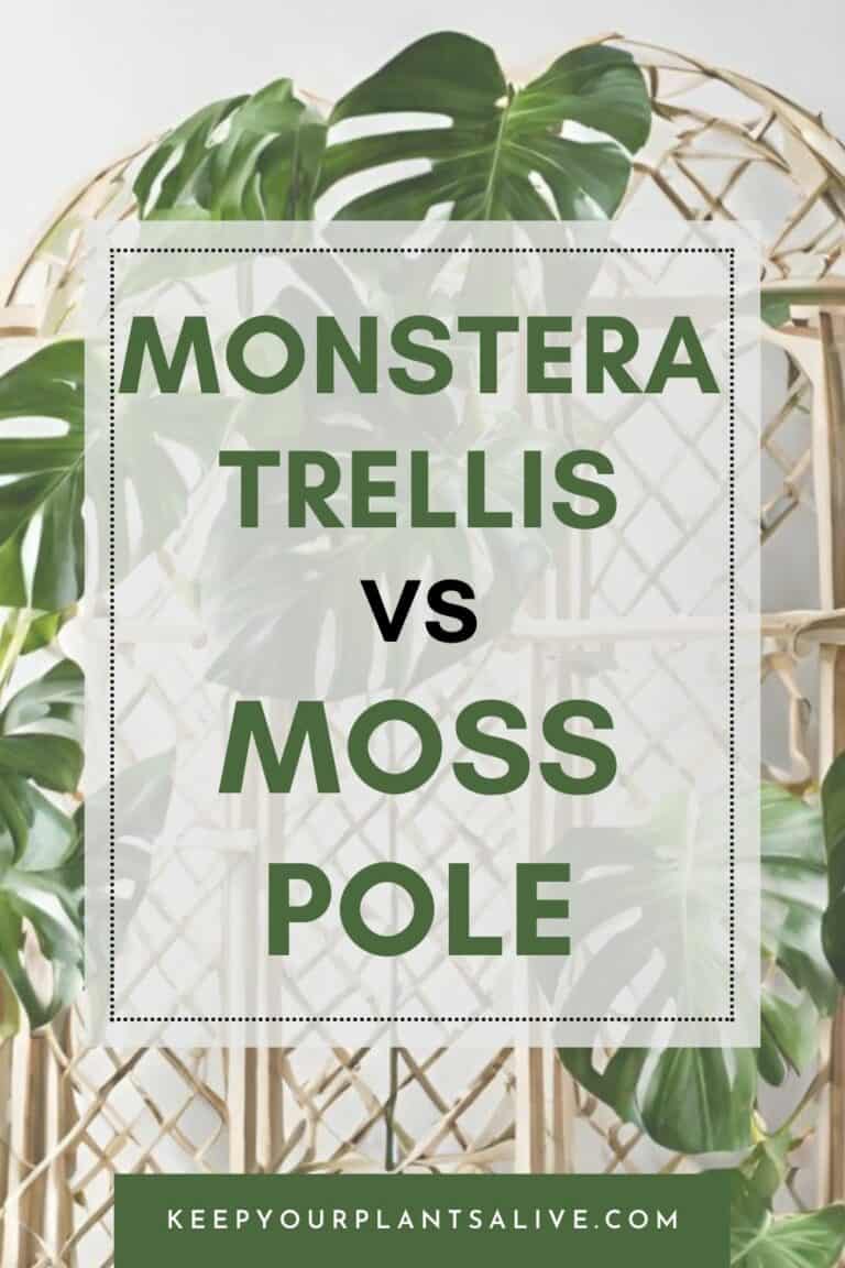 Monstera Trellis vs Moss Pole: A Comparison - keep your plants alive