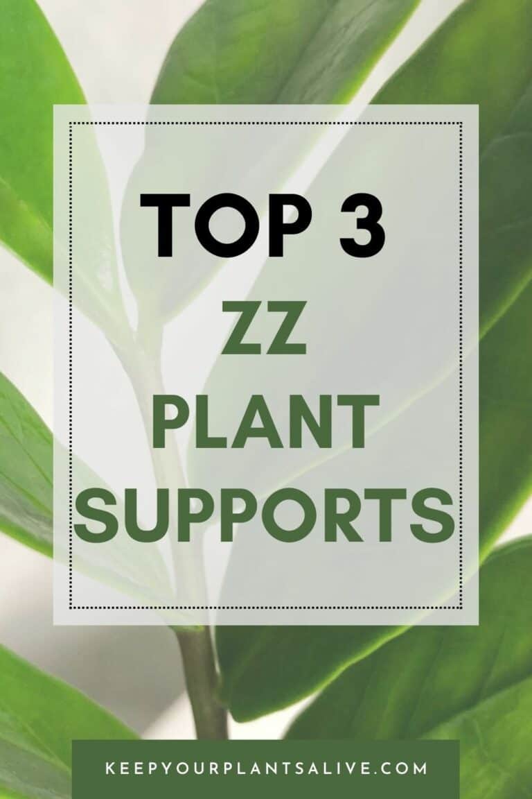 How to Divide & Repot a ZZ Plant: Your Ultimate Guide - keep your ...