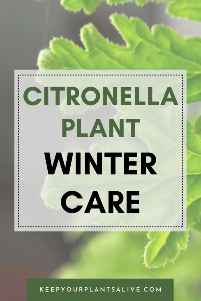 How to Prune a Citronella Plant - keep your plants alive
