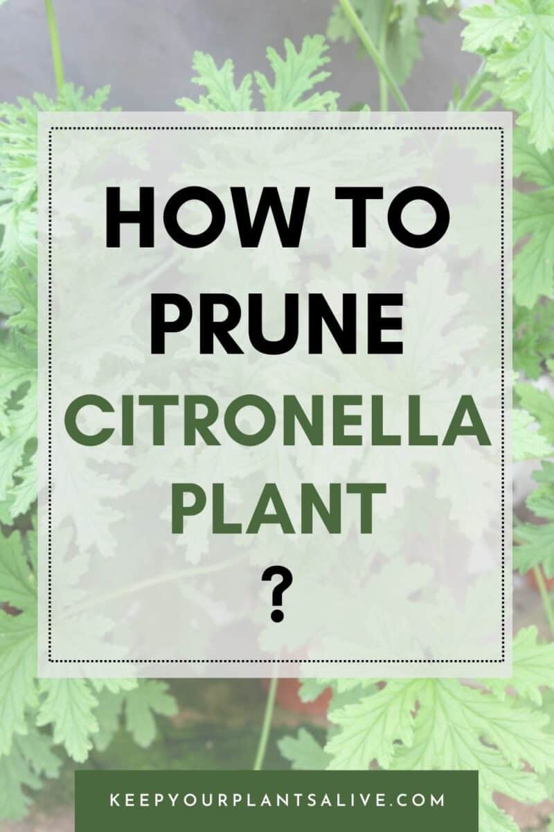 Citronella Plant Winter Care - keep your plants alive