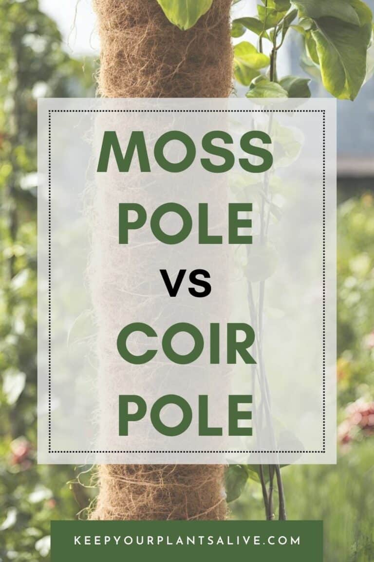 Moss Pole vs Coir Pole: Useful Comparison - keep your plants alive