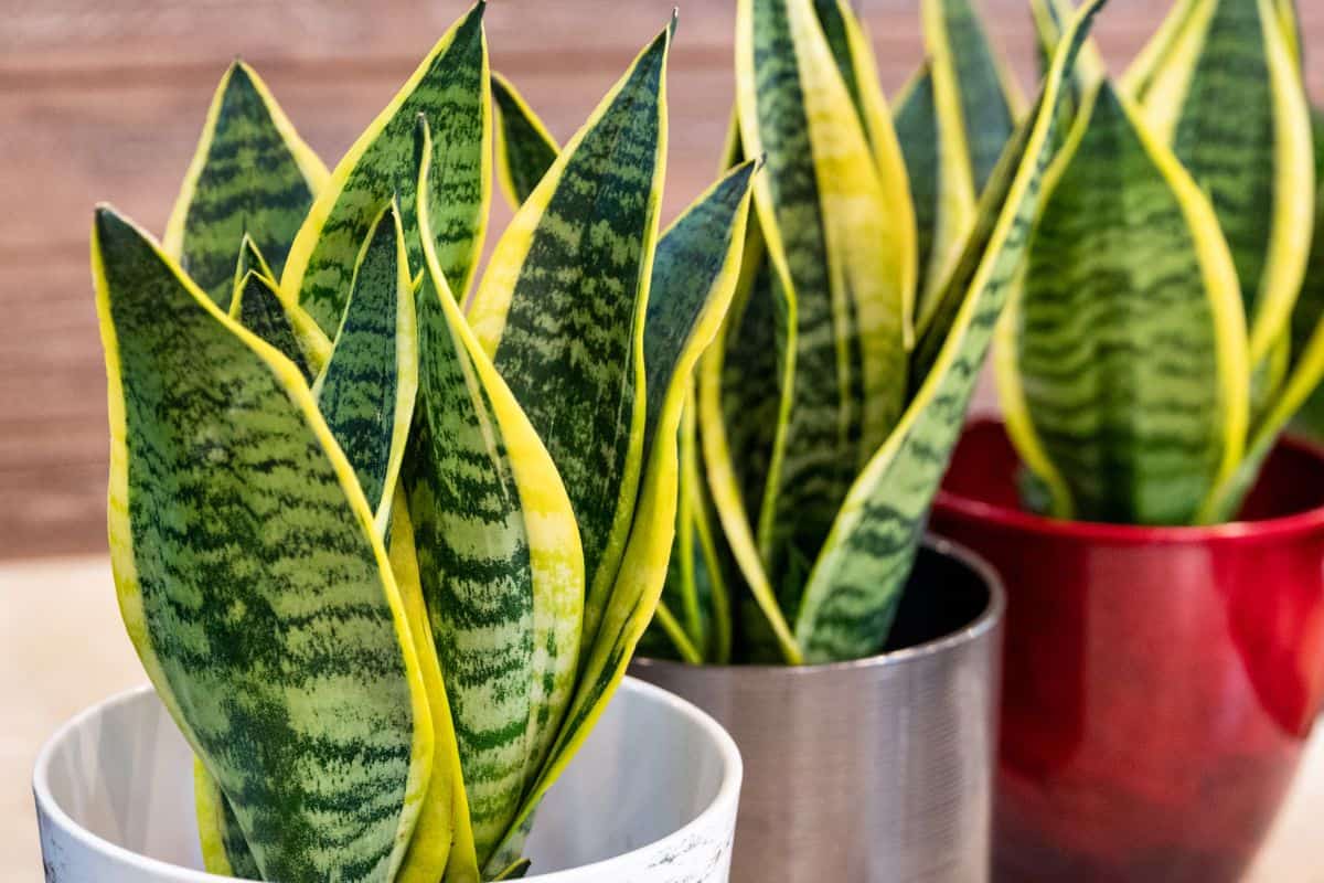 White Spots on Snake Plant - keep your plants alive