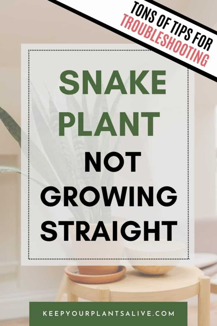Snake Plant Not Growing Straight – And How to Fix It - keep your plants ...