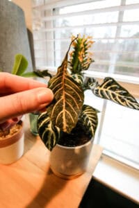The complete Zebra Plant care guide - keep your plants alive