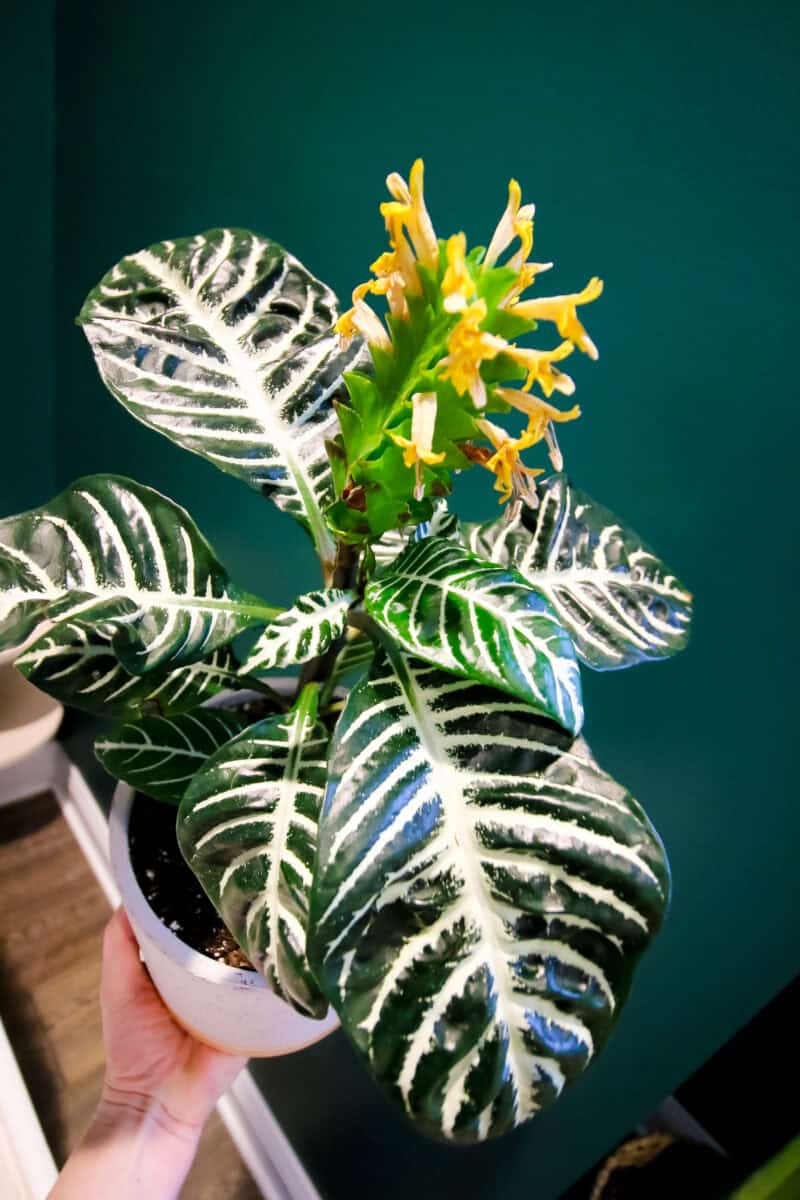 The complete Zebra Plant care guide - keep your plants alive