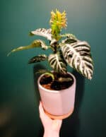 The complete Zebra Plant care guide - keep your plants alive