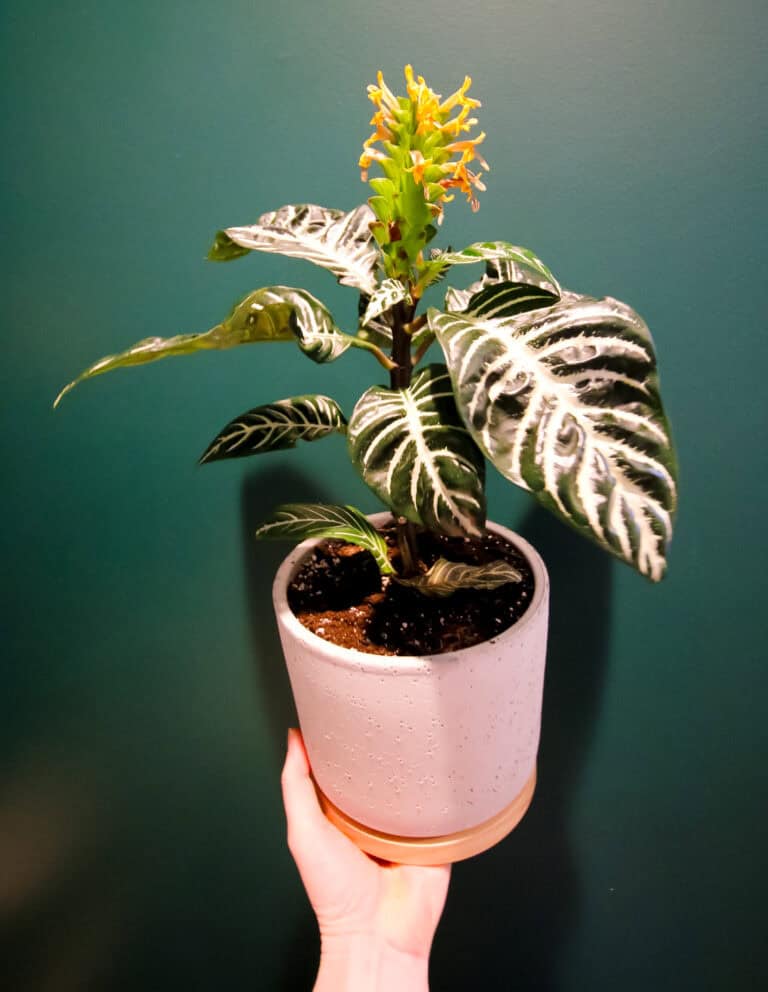 The complete Zebra Plant care guide - keep your plants alive