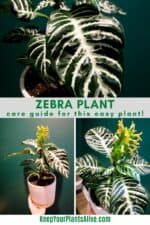 The complete Zebra Plant care guide - keep your plants alive