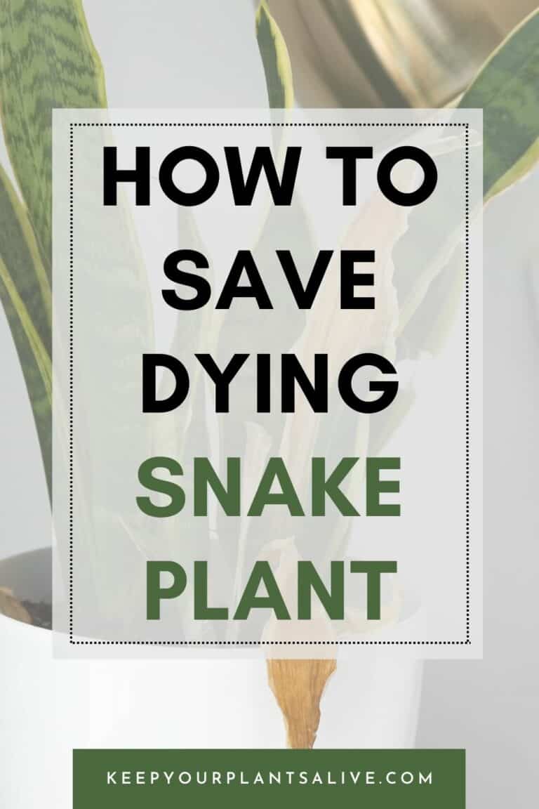 How to Save Dying Snake Plants: Easy Steps to the Rescue - keep your ...