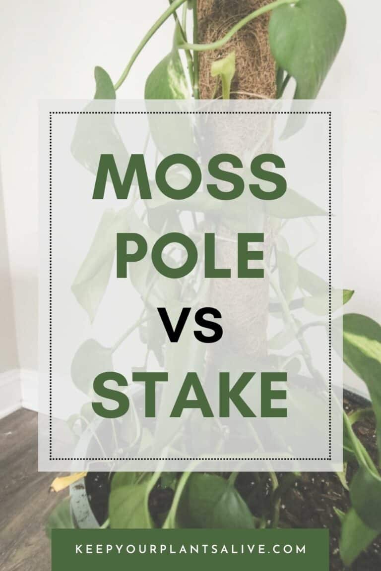 Mold on Moss Pole: 3 Common Causes and How to Fix - keep your plants alive
