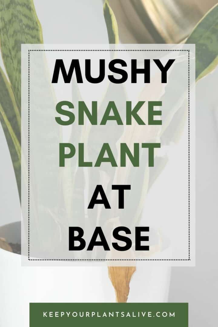 Mushy Snake Plant at Base? Save It with These Simple Steps! - keep your ...