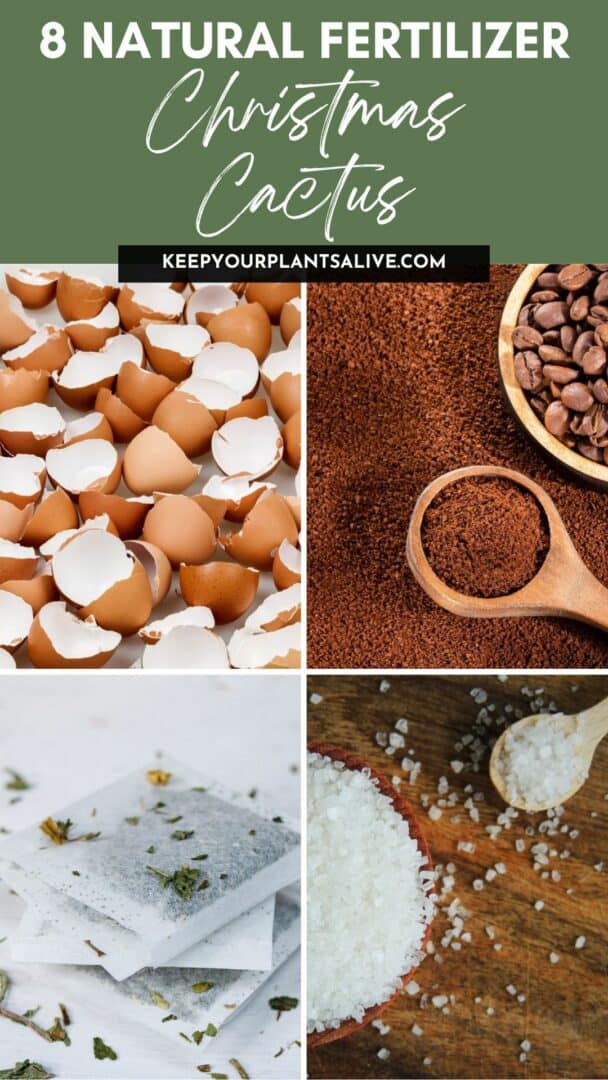 How to propagate a Christmas cactus - keep your plants alive