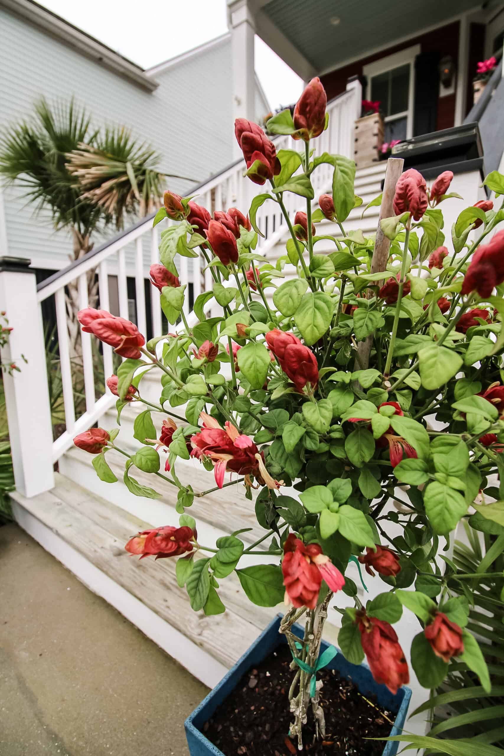 Shrimp Plant Care Guide - keep your plants alive