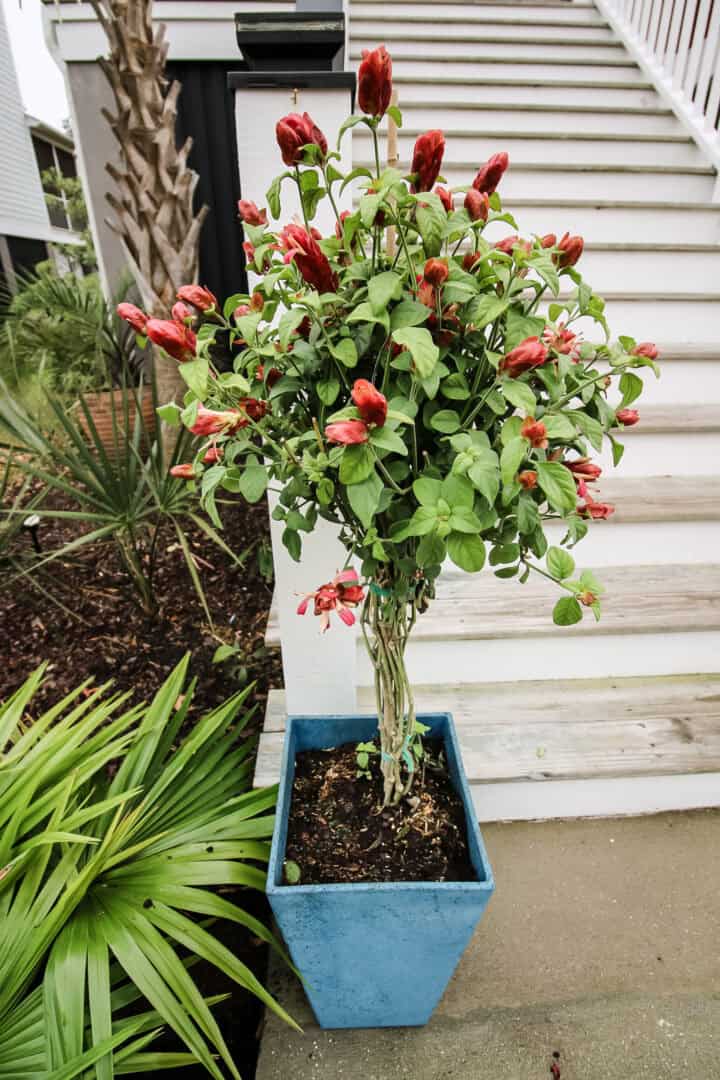 Shrimp Plant Care Guide - keep your plants alive