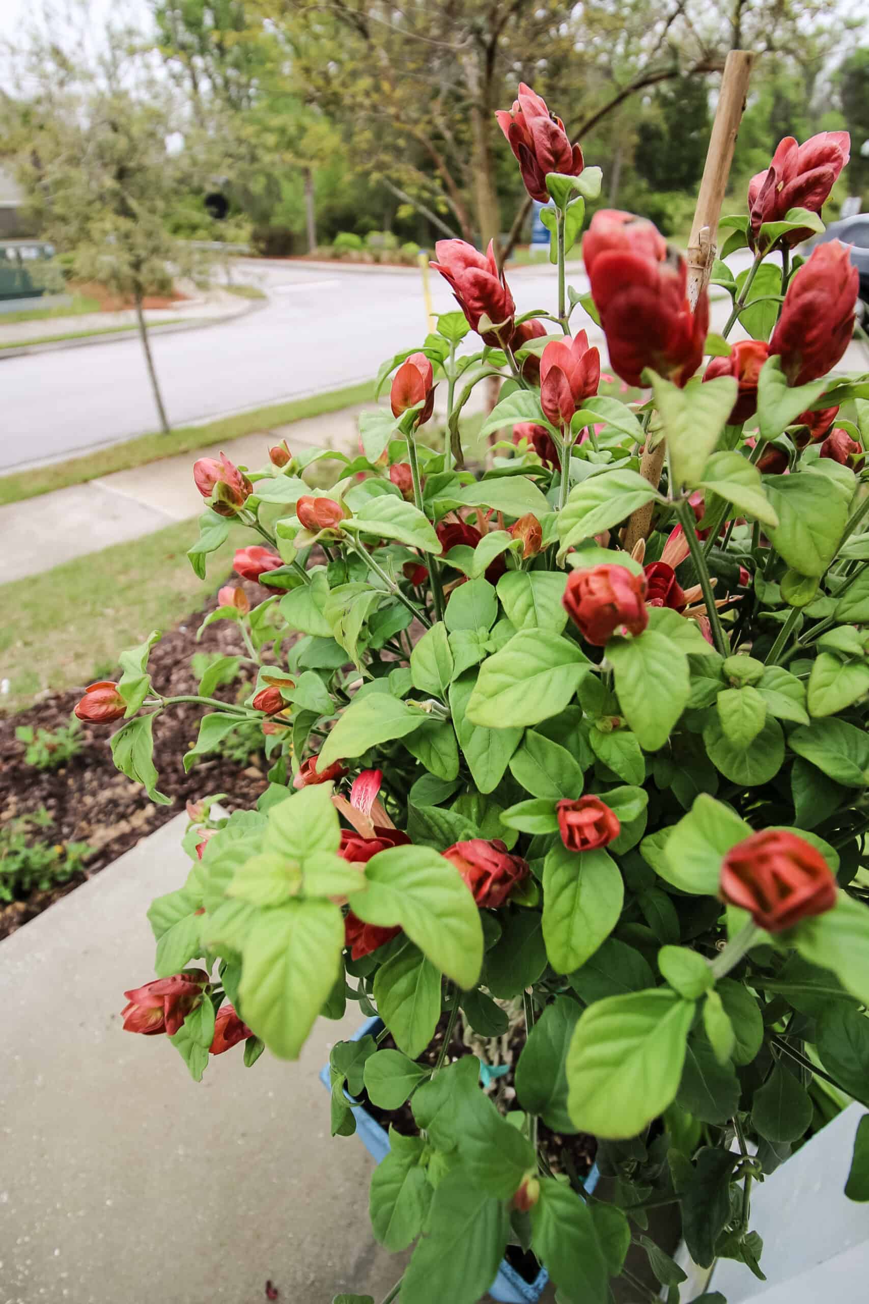 Shrimp Plant Care Guide - keep your plants alive