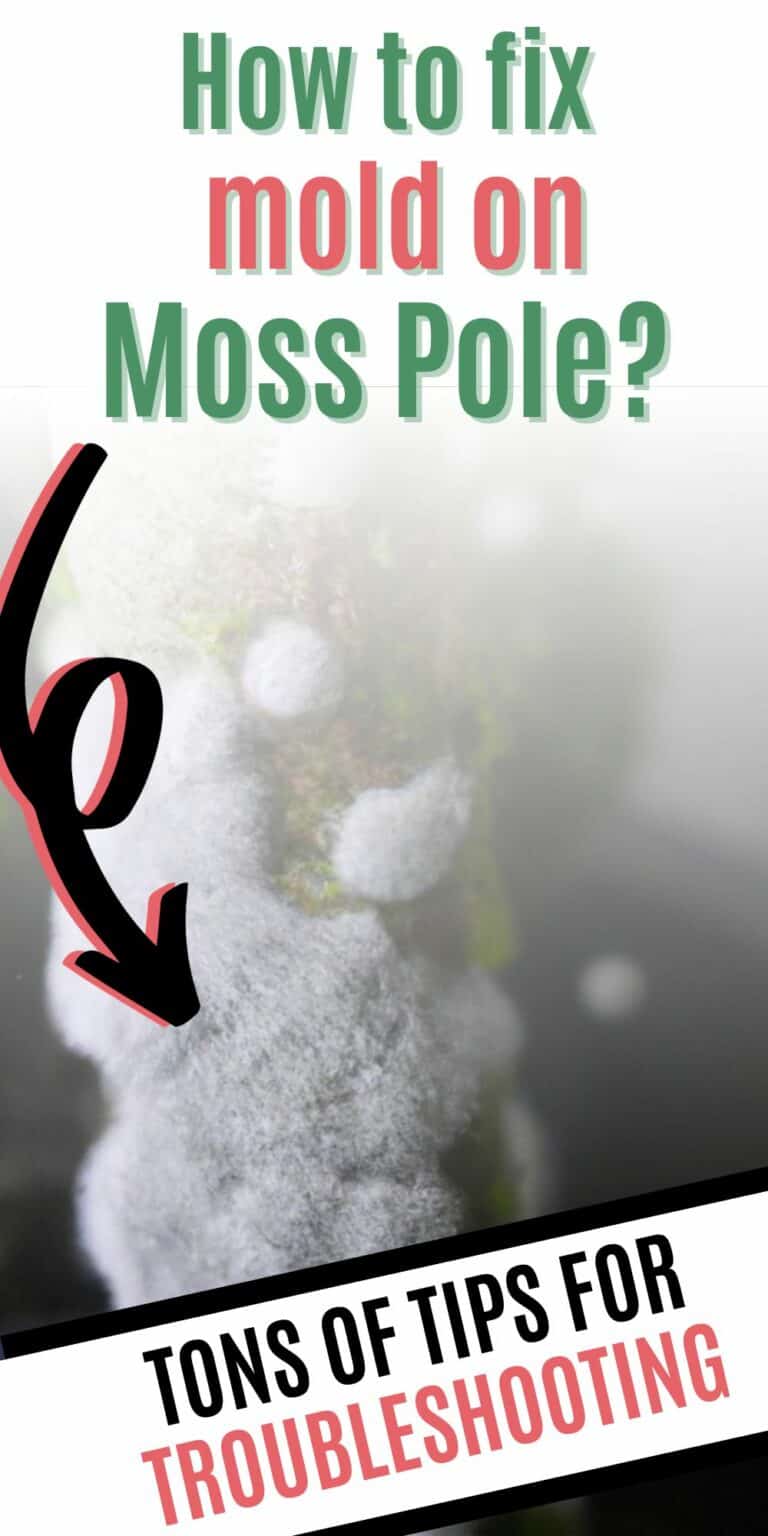 Mold on Moss Pole: 3 Common Causes and How to Fix - keep your plants alive