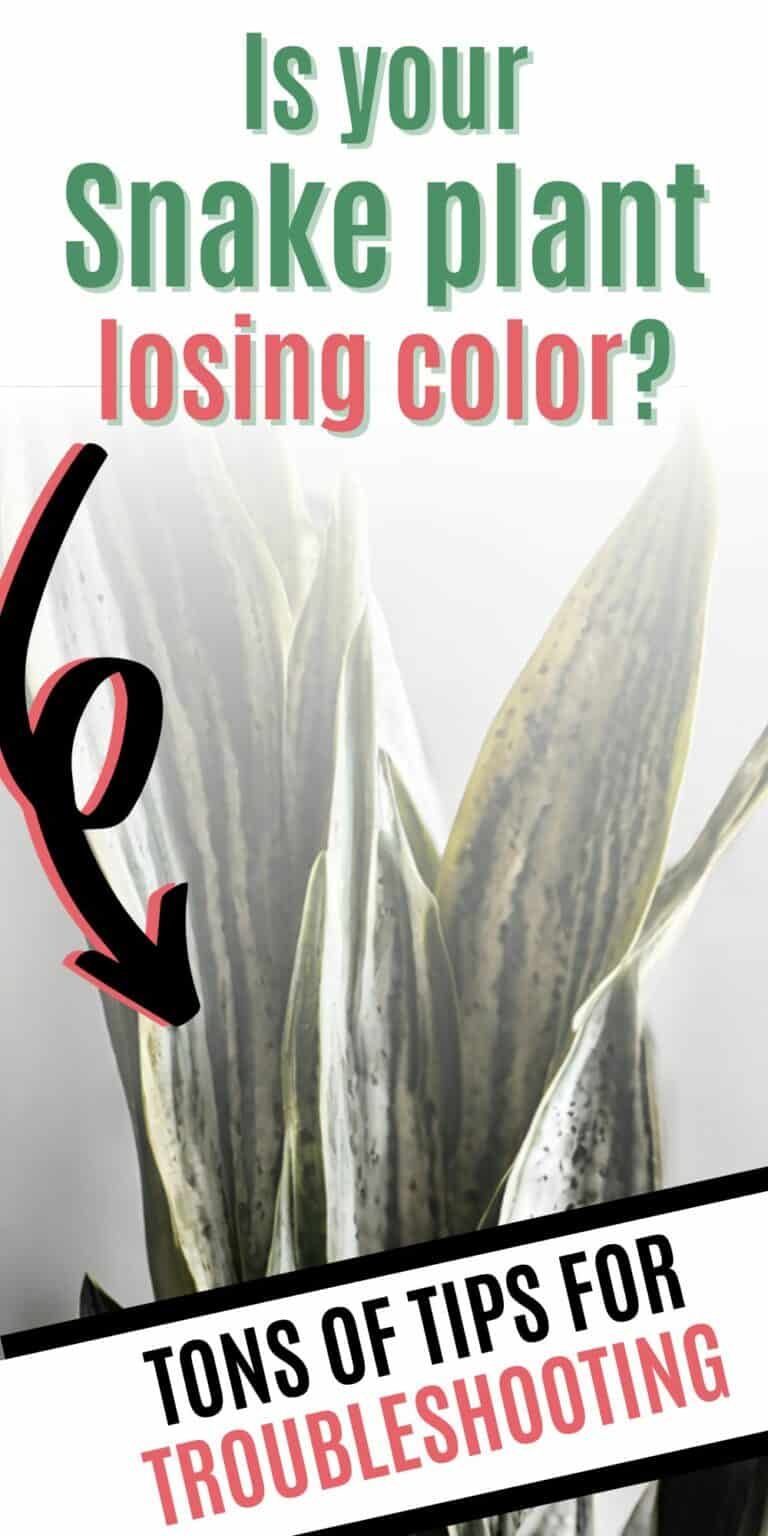 9 Essential Tips Every Snake Plant Owner Needs to Know - keep your ...