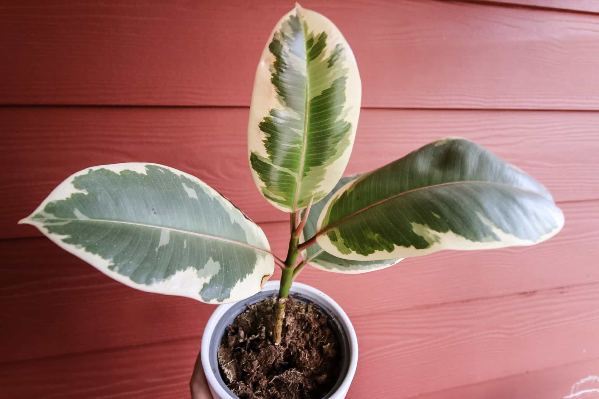 Variegated Rubber Plant Care Guide - keep your plants alive