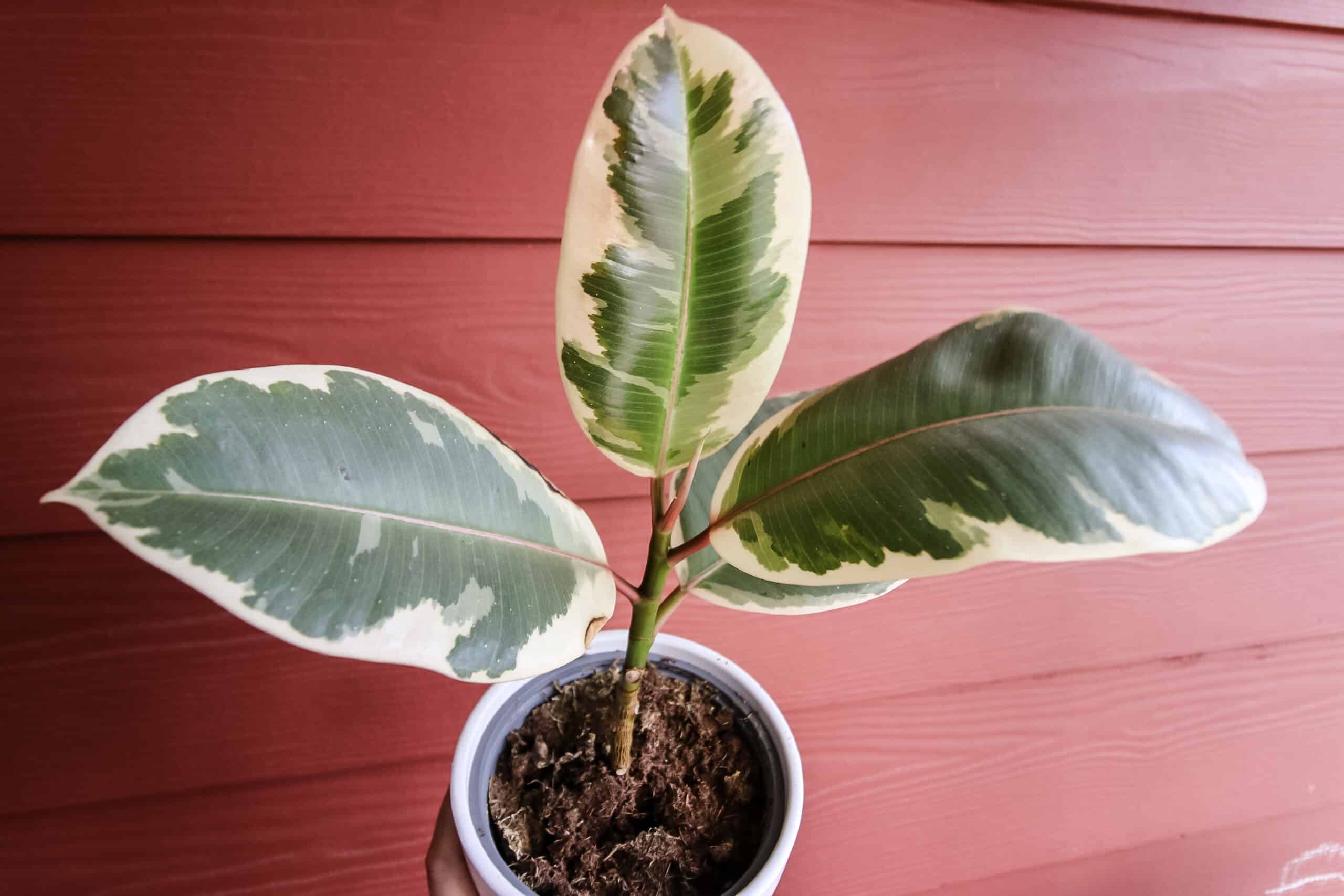 Variegated Rubber Plant Care Guide - keep your plants alive