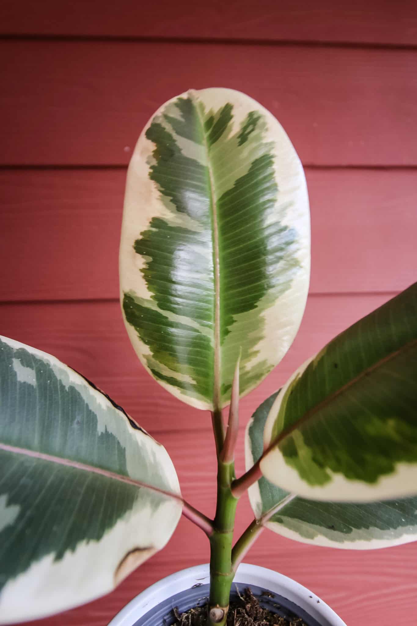 Variegated Rubber Plant Care Guide - keep your plants alive