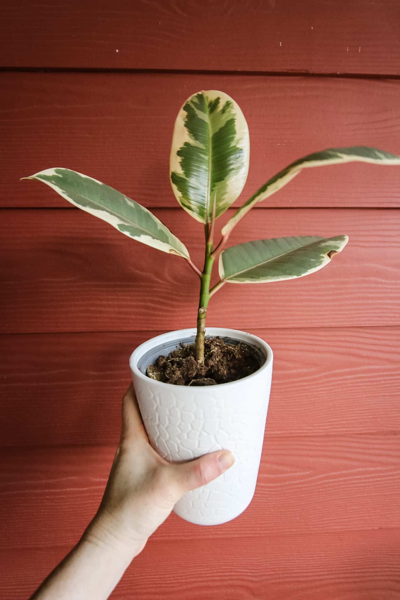 Variegated Rubber Plant Care Guide - keep your plants alive