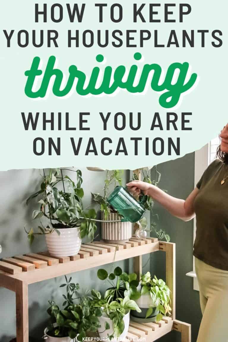 How to Keep Your Plants Thriving While You’re on Vacation - keep your ...