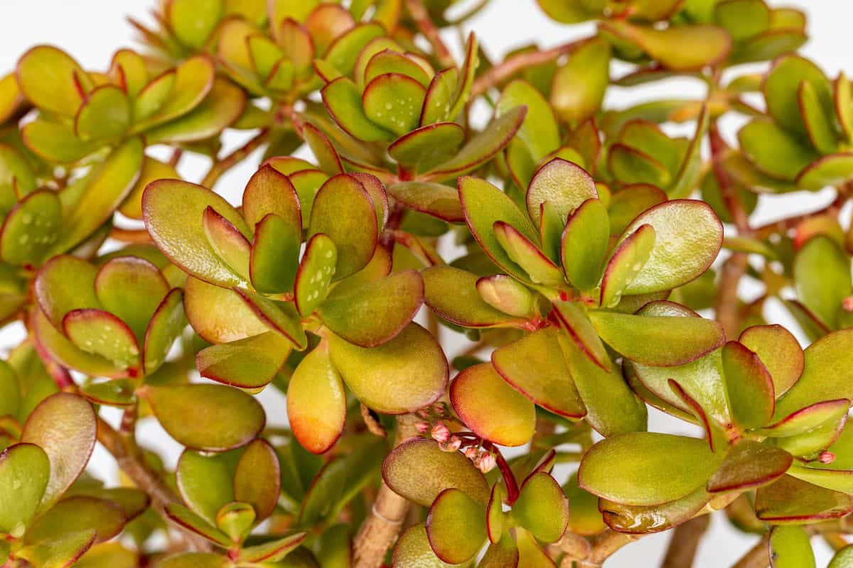7 Things You Didn't Know About Your Jade Plant - keep your plants alive