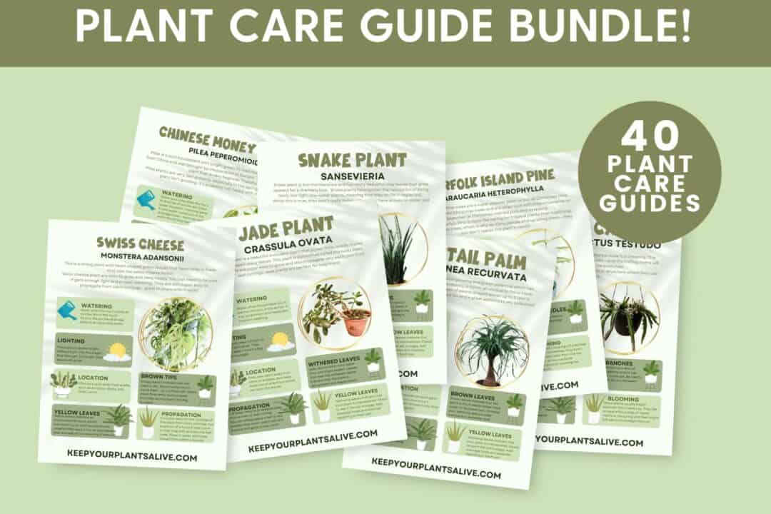 Printable Plant Care Guides - keep your plants alive